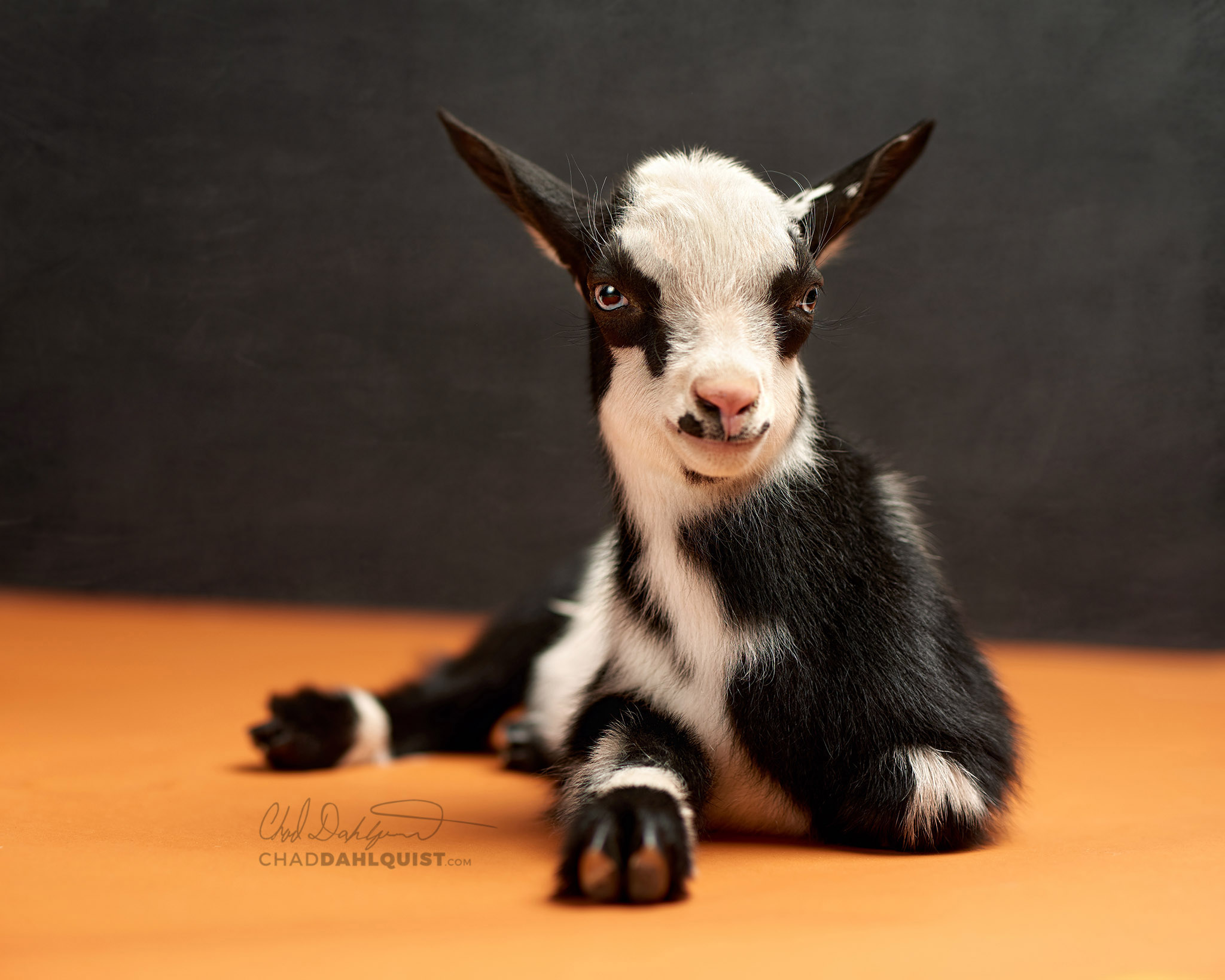Baby Pygmy Goat Photo Session | Chad Dahlquist Photography